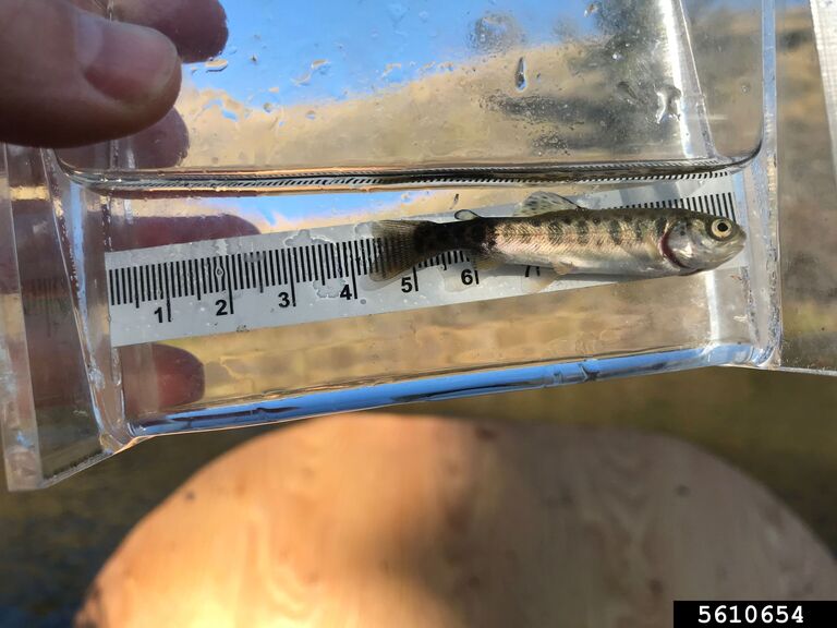 Whirling Disease — A Threat to B.C.’s Fish and Freshwater Ecosystems ...