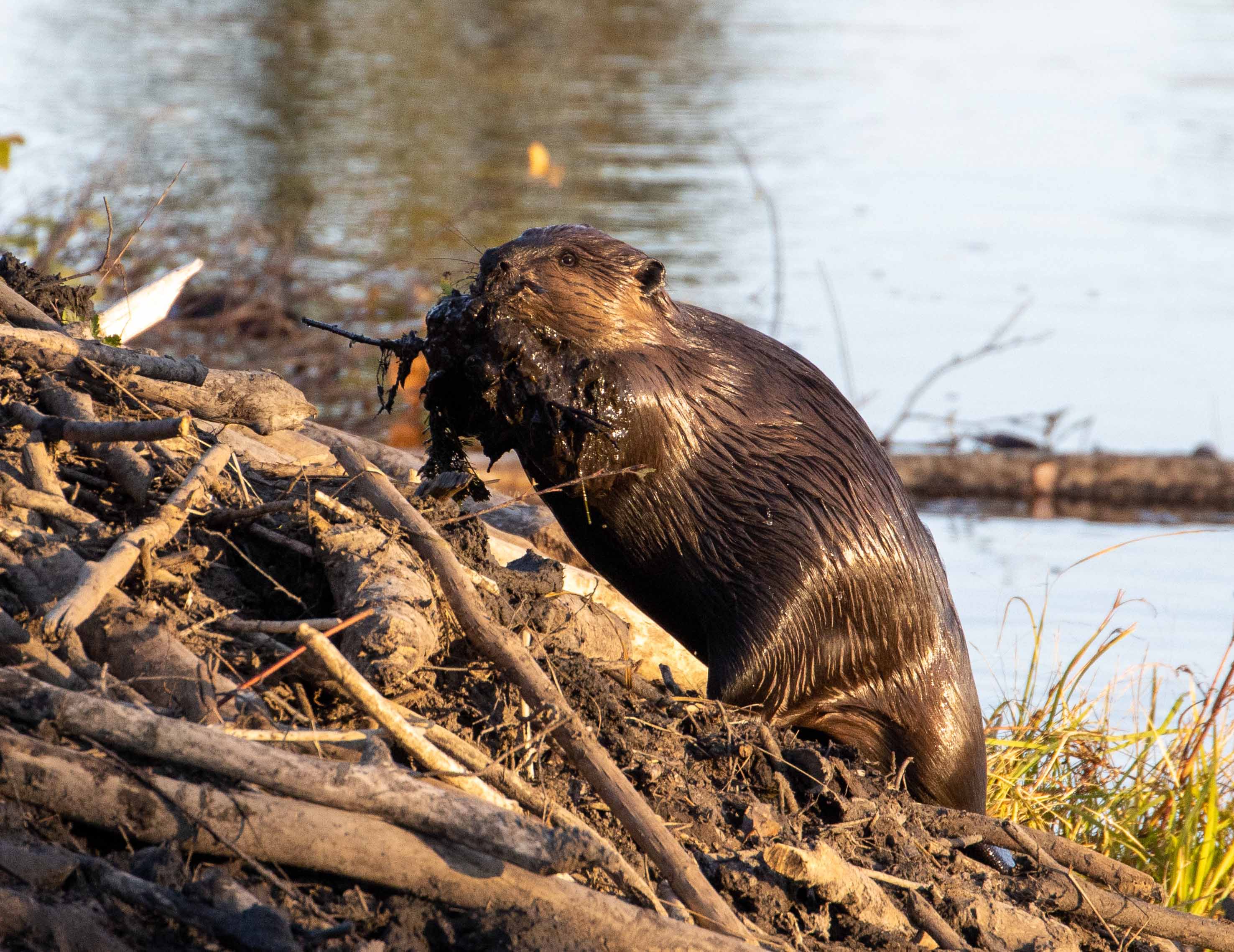 Beaver-Based Restoration – BCWF Watershed Team