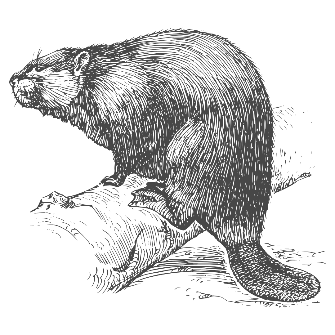 Beaver-Based Restoration – BCWF Watershed Team