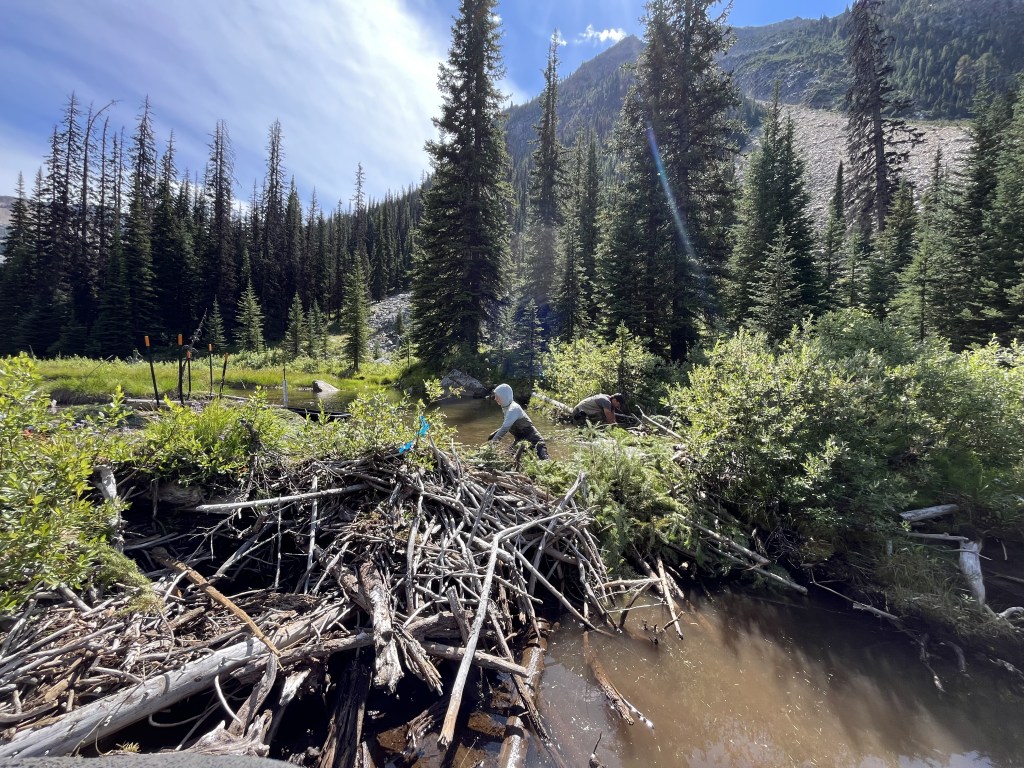 Building Like Beavers — BCWF’s 10,000 Wetlands Project Update – BCWF ...