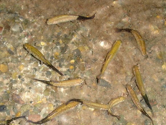 Whirling Disease — A Threat to B.C.’s Fish and Freshwater Ecosystems ...