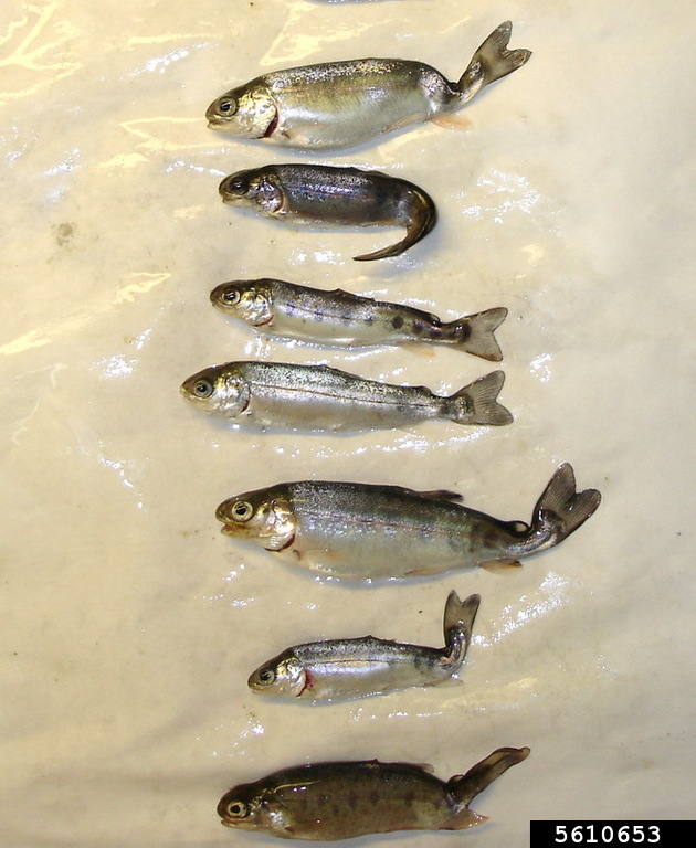 Whirling Disease — A Threat to B.C.’s Fish and Freshwater Ecosystems ...