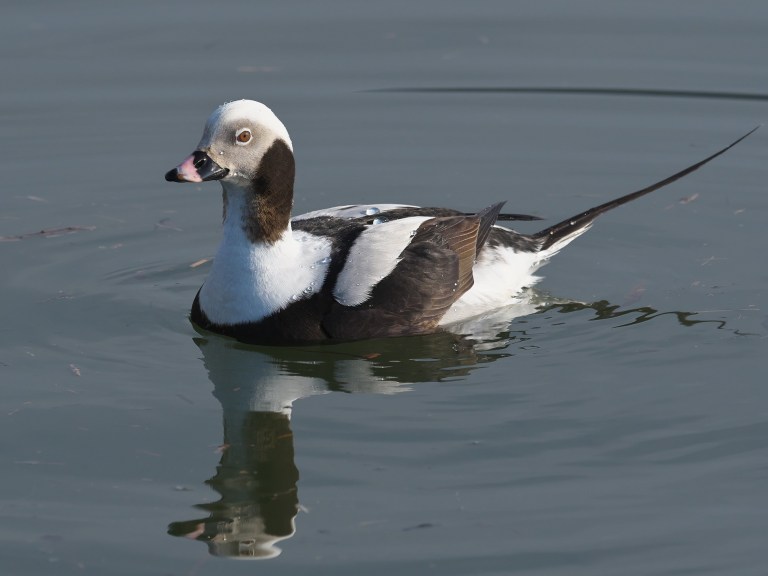Species Profiles – BCWF Watershed Team