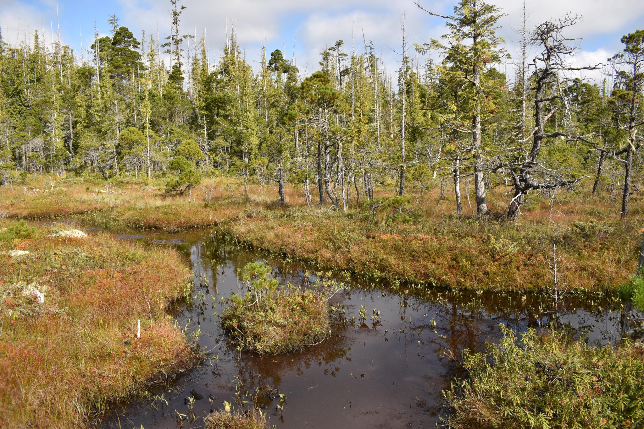 Get to Know the 5 Freshwater Wetland Classifications! – BCWF Watershed Team