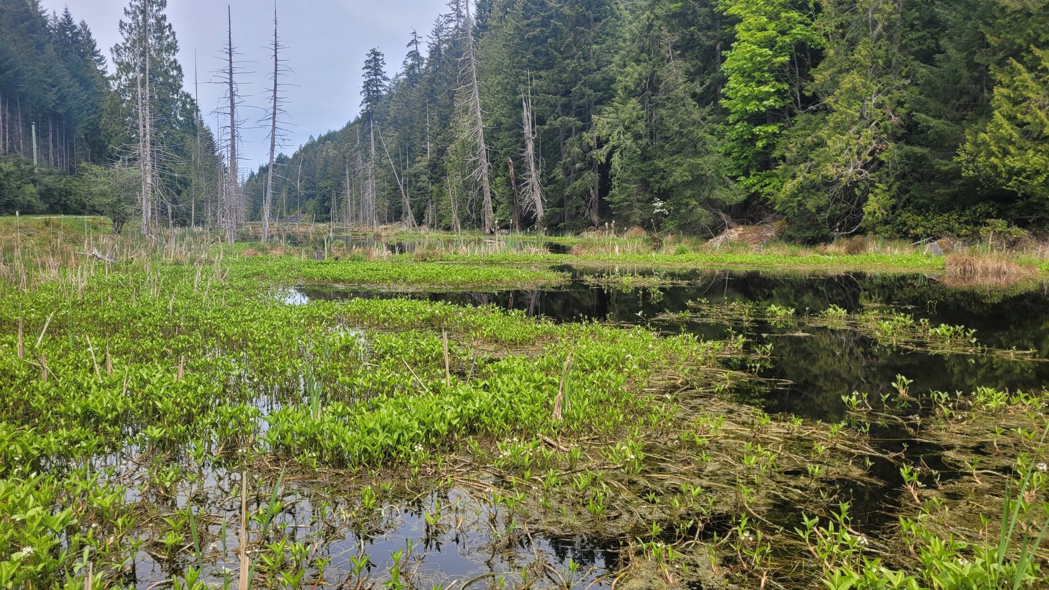 Get to Know the 5 Freshwater Wetland Classifications! – BCWF Watershed Team