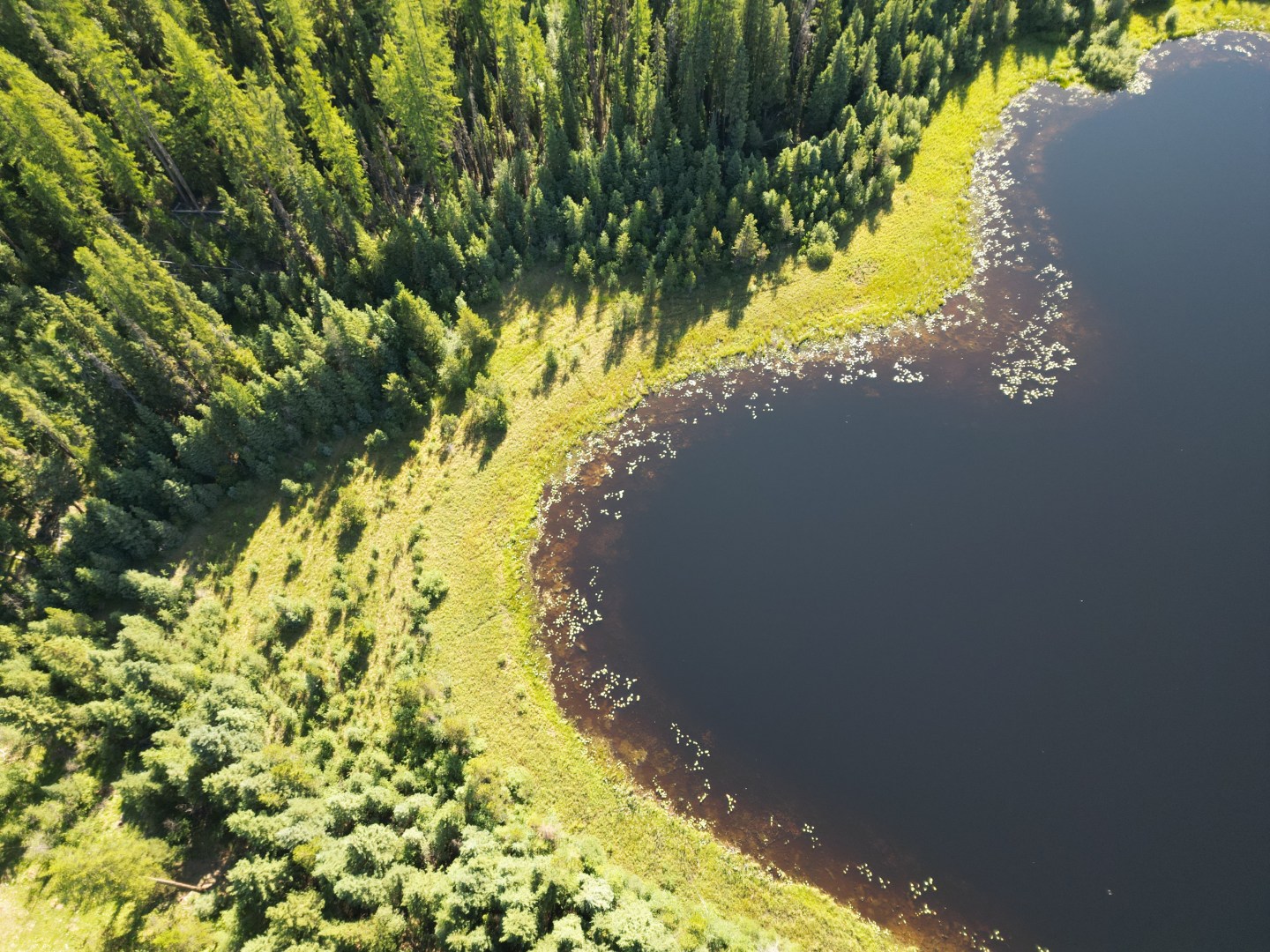 Get to Know the 5 Freshwater Wetland Classifications! – BCWF Watershed Team