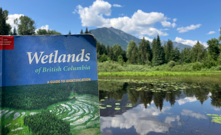 Get to Know the 5 Freshwater Wetland Classifications! – BCWF Watershed Team