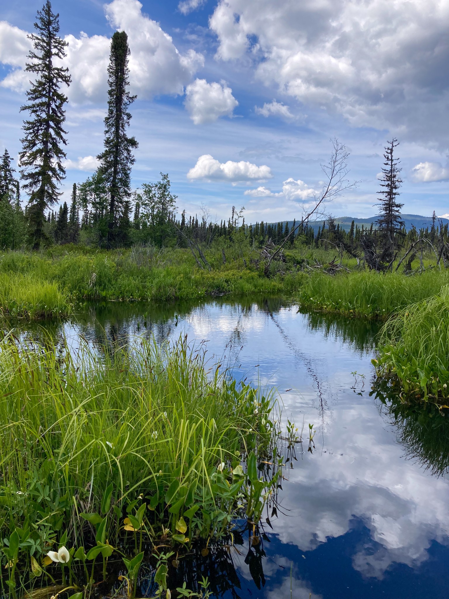 Get to Know the 5 Freshwater Wetland Classifications! – BCWF Watershed Team