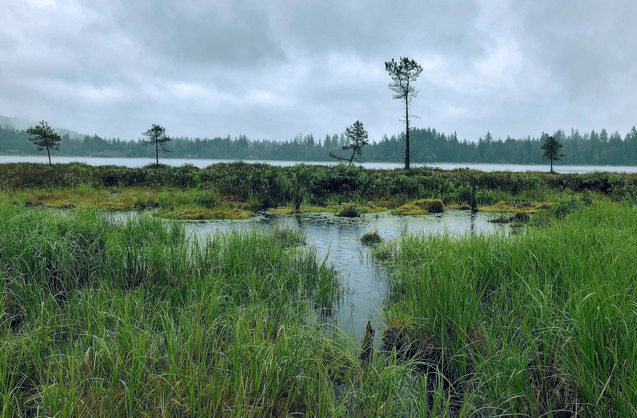 Get to Know the 5 Freshwater Wetland Classifications! – BCWF Watershed Team