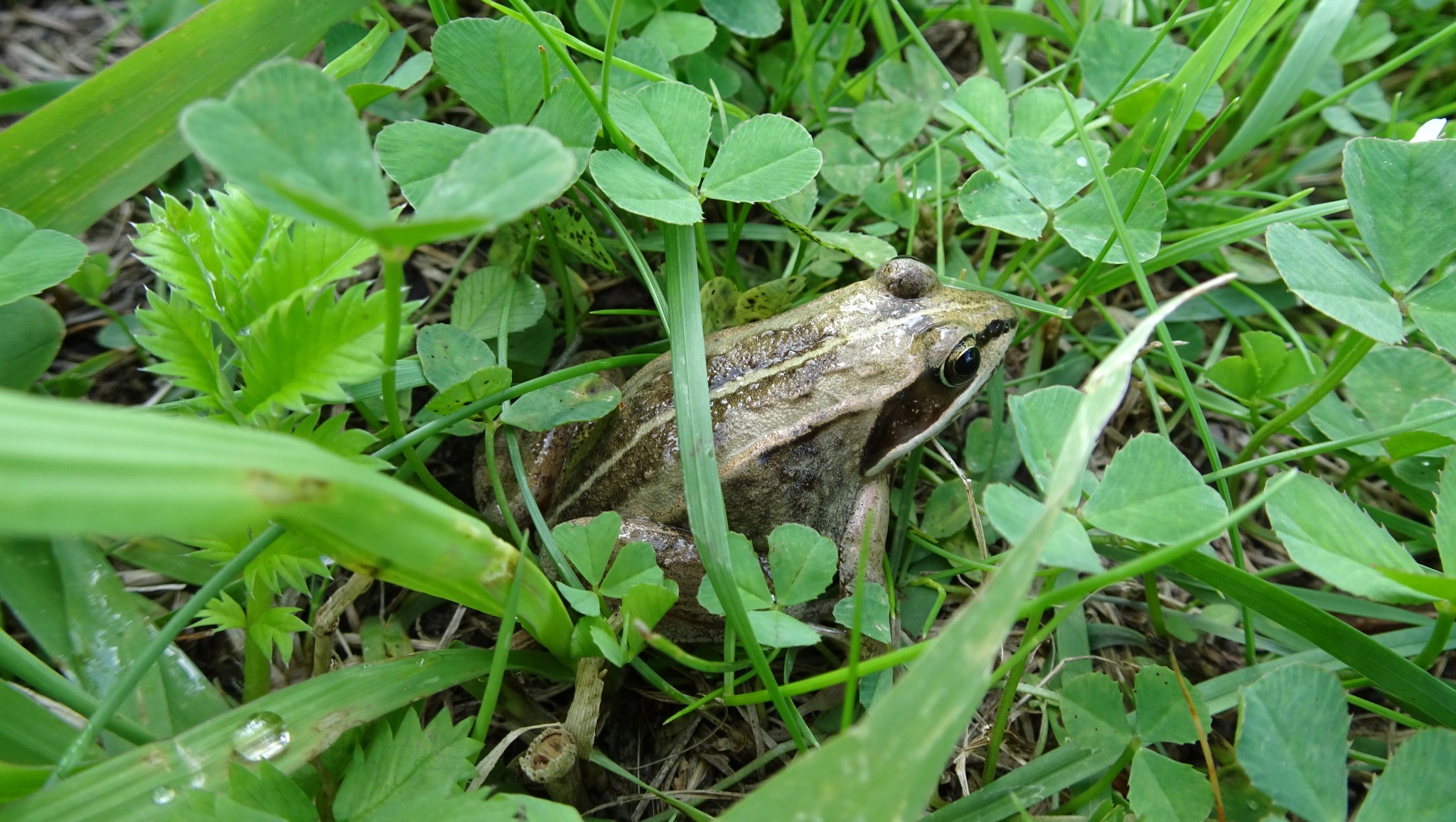 Get to Know the 5 Freshwater Wetland Classifications! – BCWF Watershed Team
